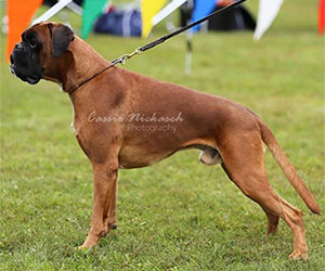 Bruja-Tucker Puppies – J &S Boxers | Champion European (Euro) German ...